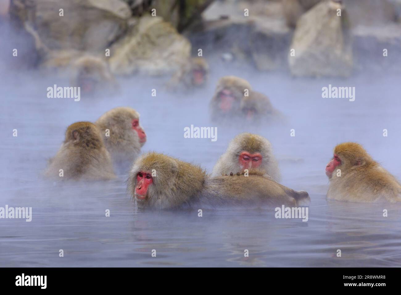 Japanese macaques in Jigokudani Stock Photo - Alamy