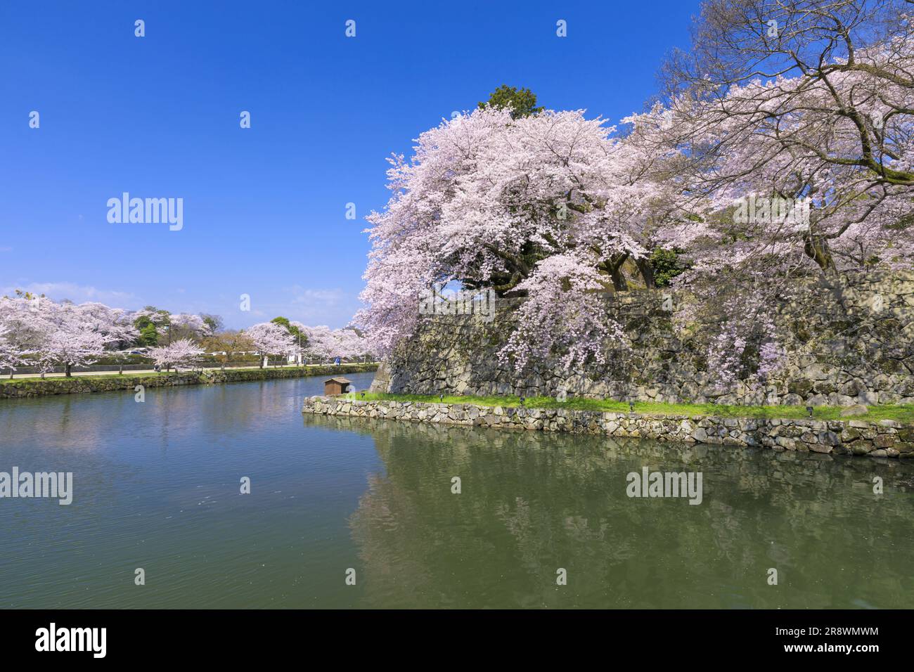 Hikone Castle in spring Stock Photo - Alamy