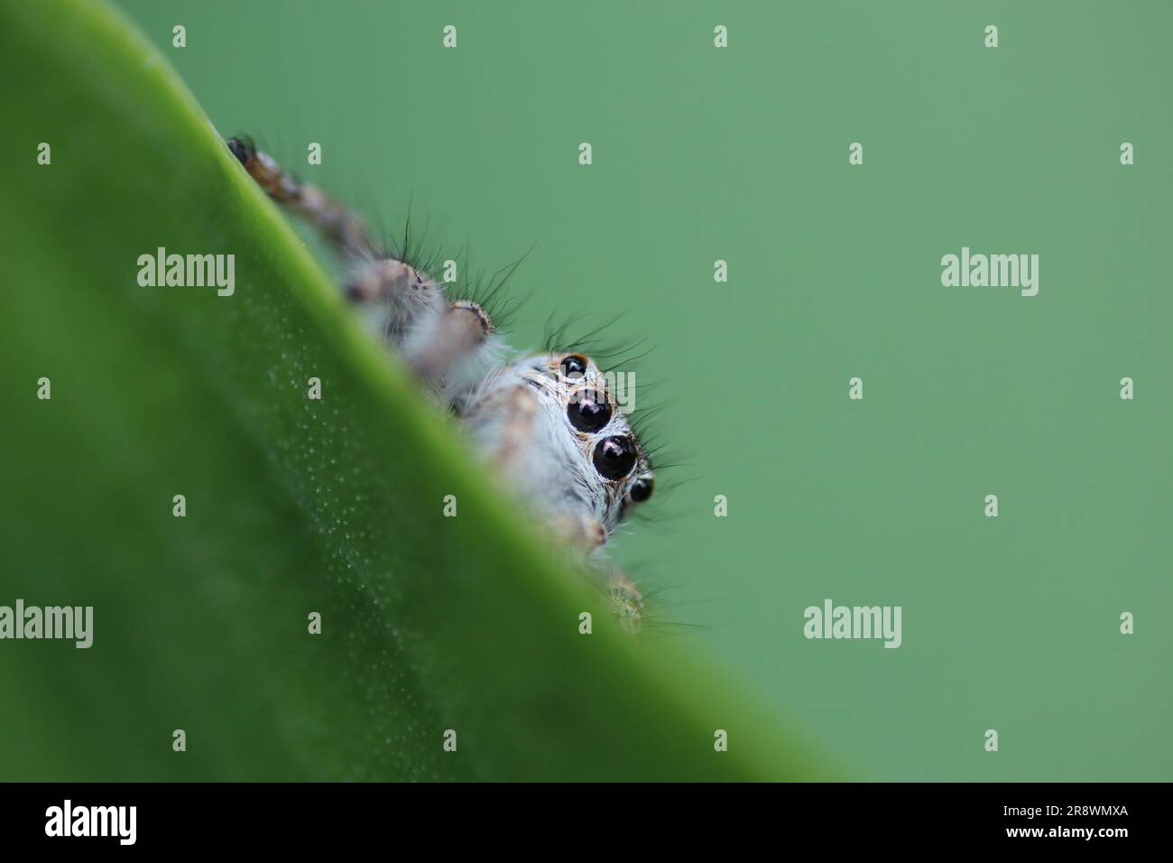 Close up of a jumping spider hiding behind a leaf Stock Photo - Alamy