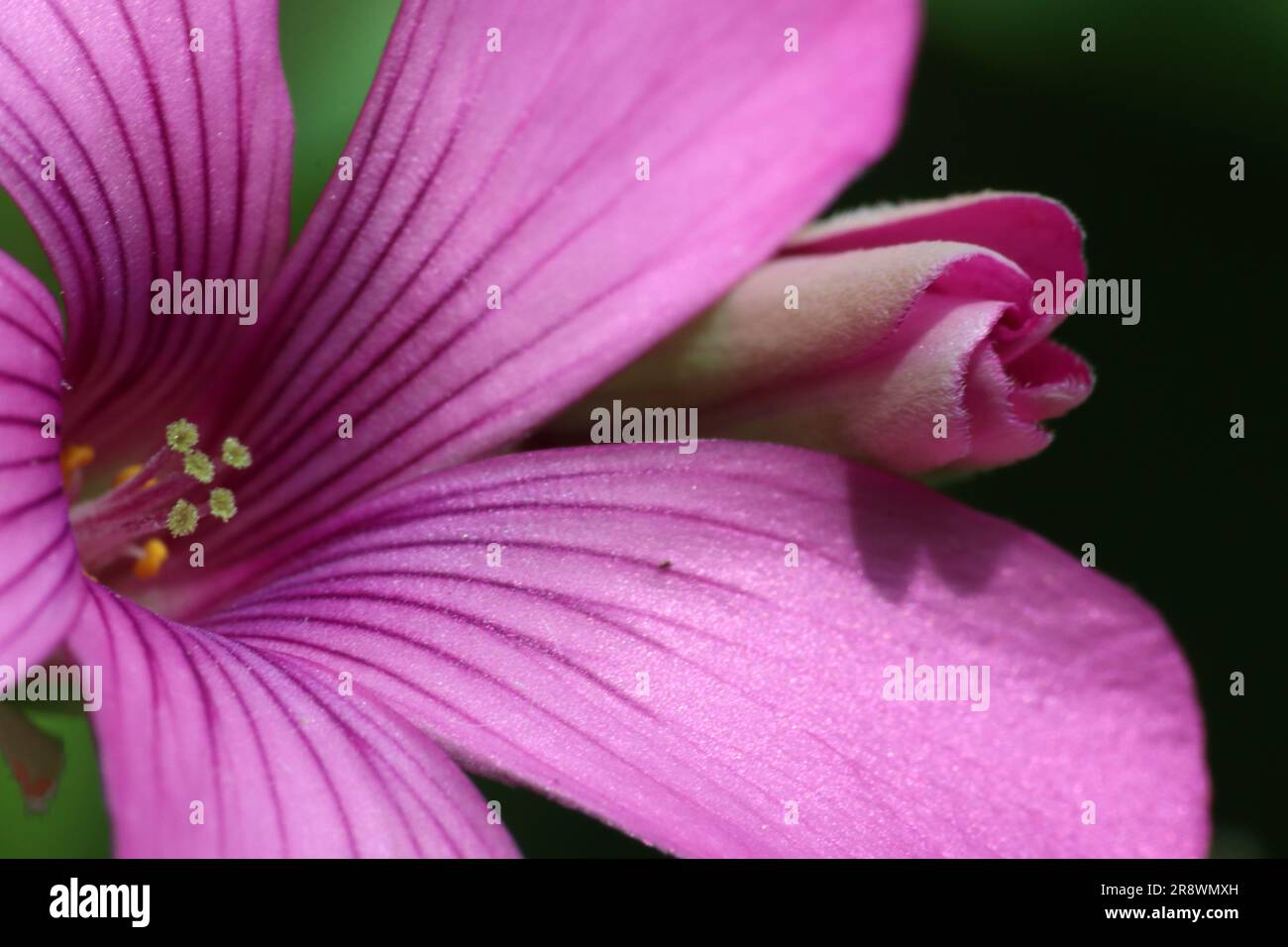 Close-up of Oxalis articulata, known as pink-sorrel Stock Photo - Alamy