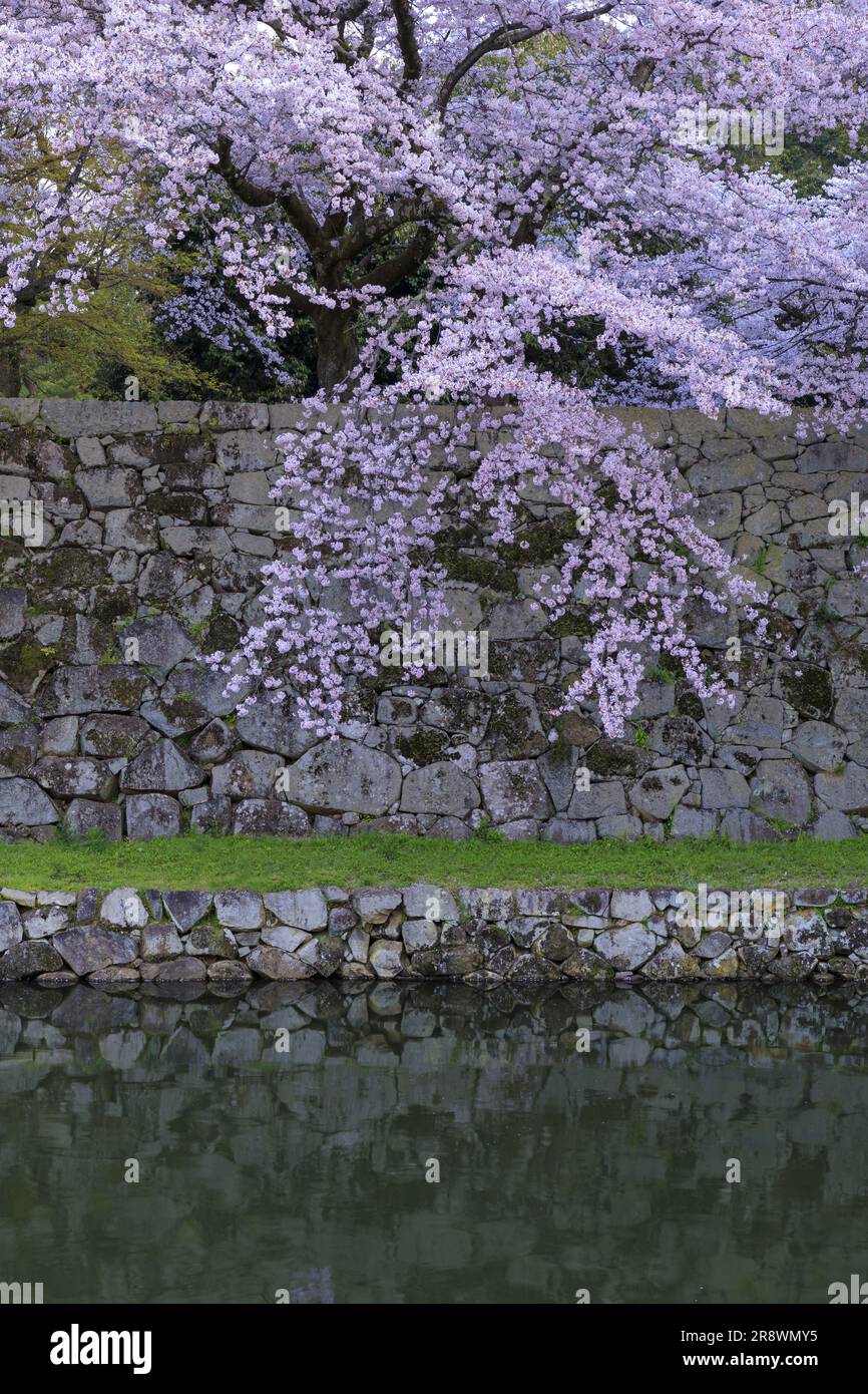 Hikone Castle in spring Stock Photo - Alamy