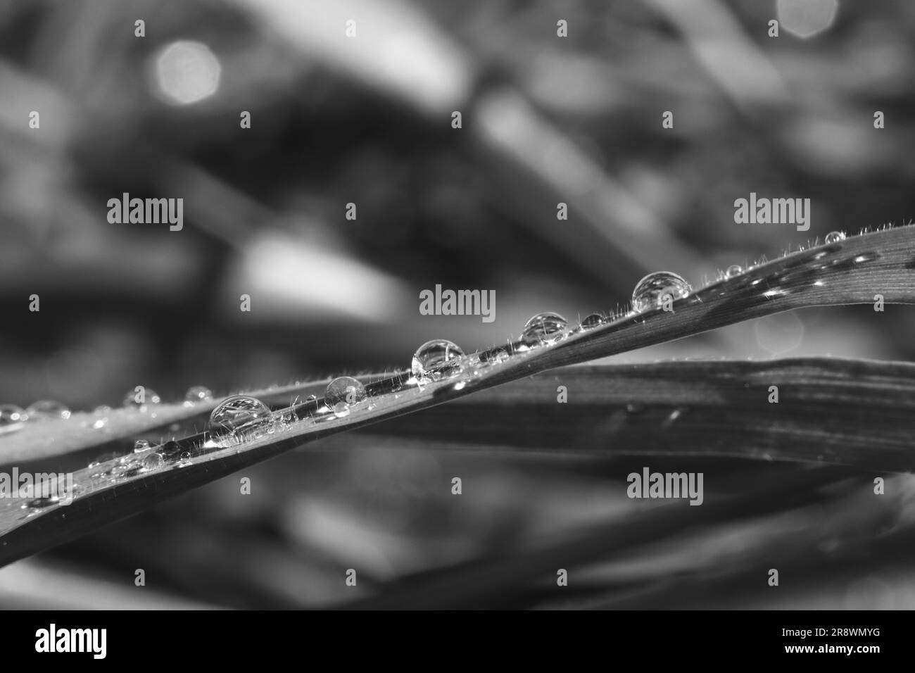 Drops of water on a blade of grass Stock Photo - Alamy