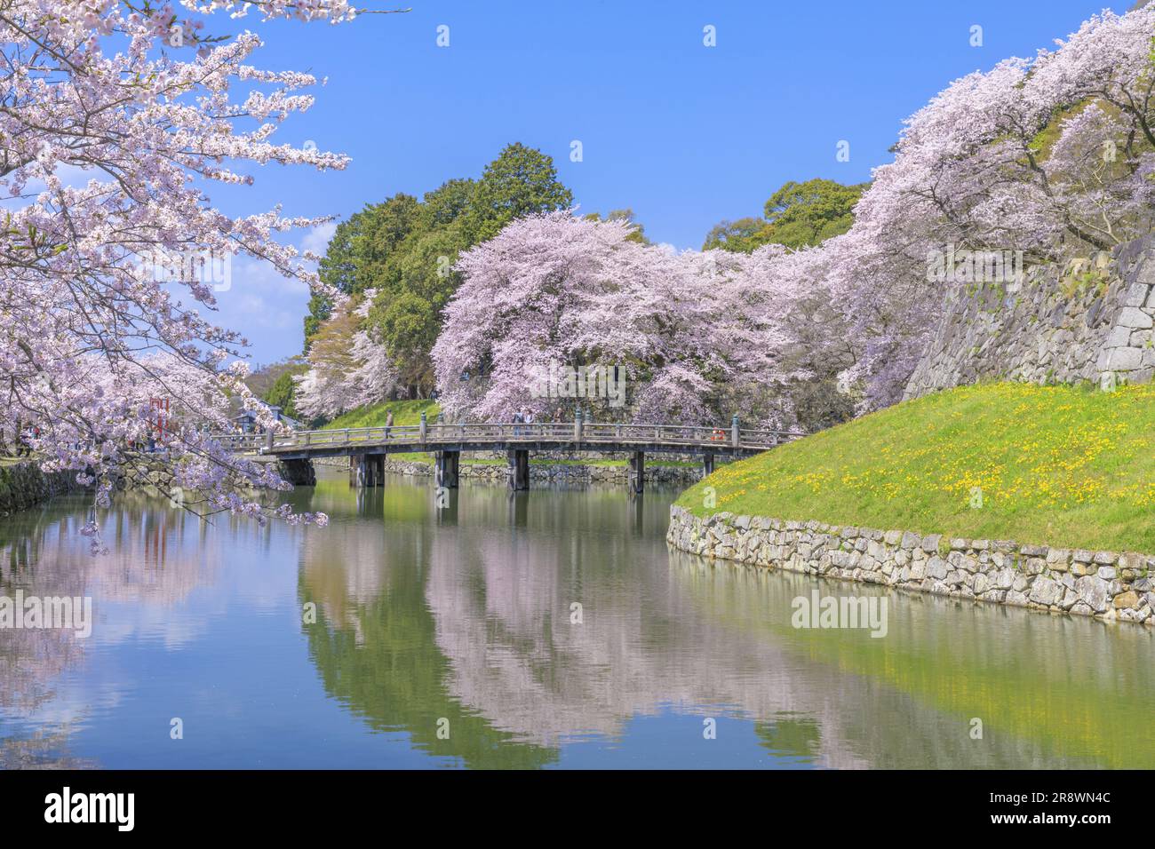 Hikone Castle in spring Stock Photo - Alamy