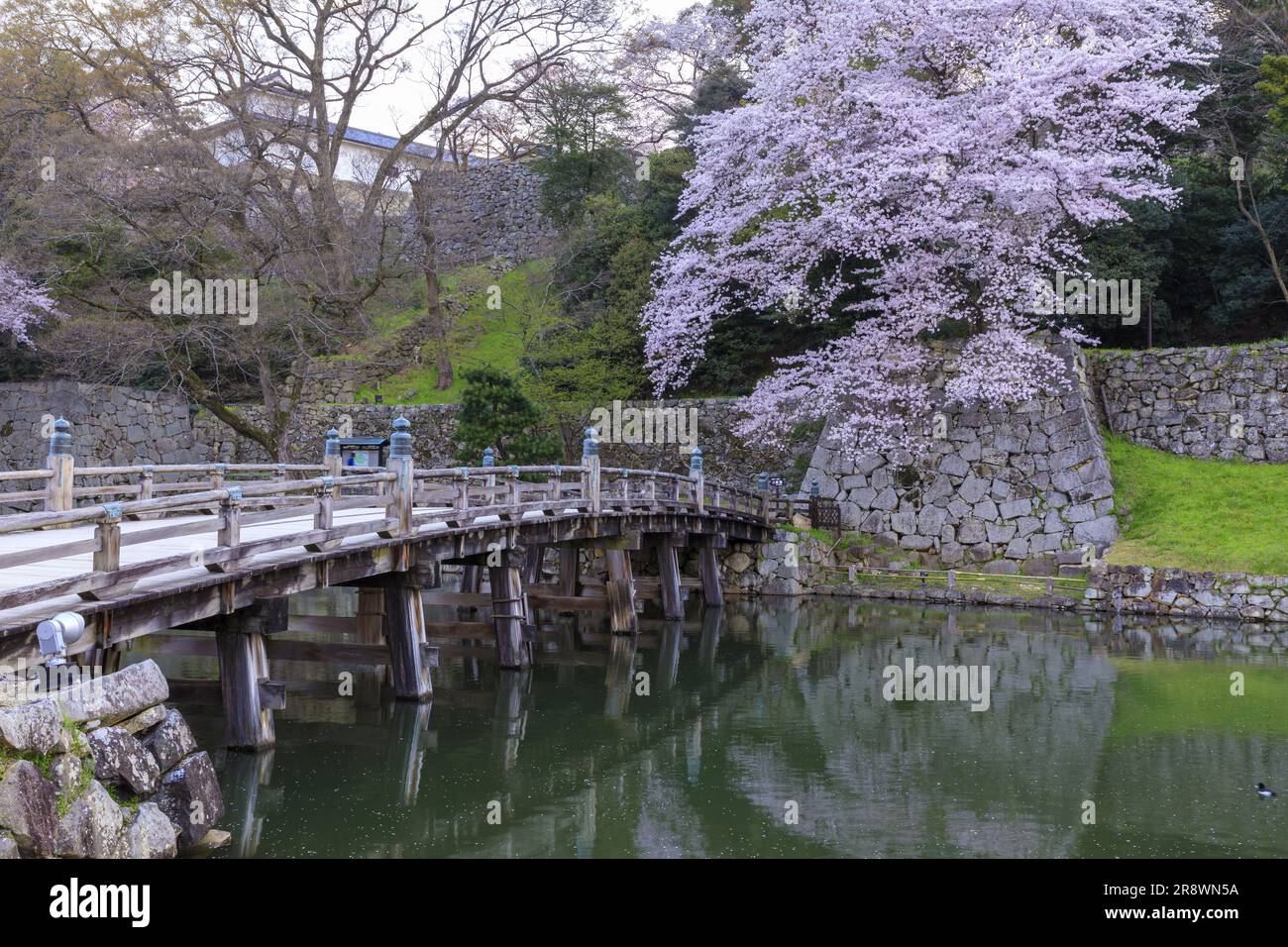 Hikone Castle in spring Stock Photo - Alamy