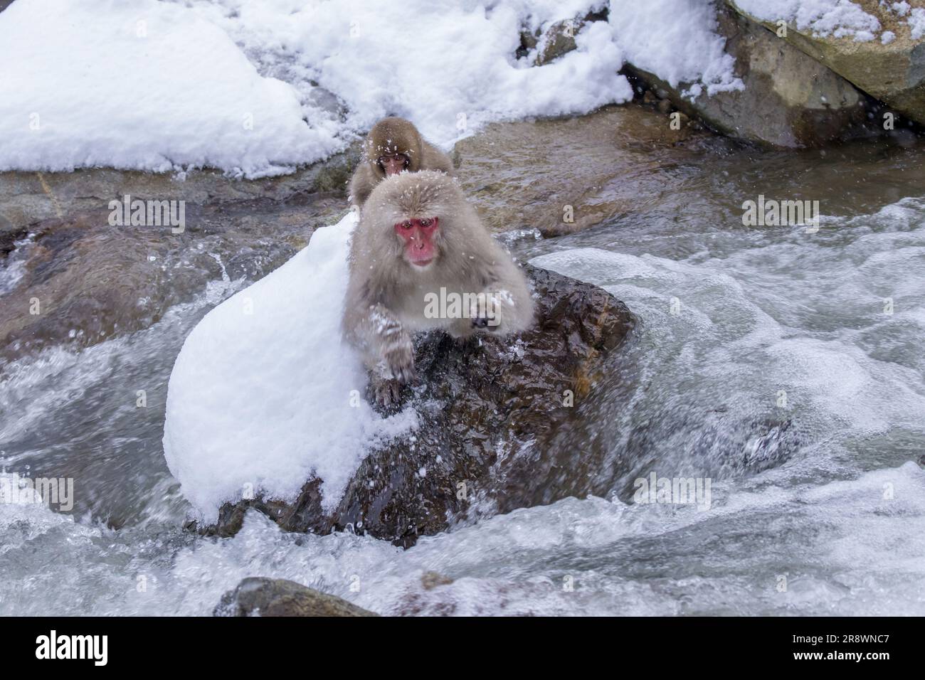 Japanese macaque monkeys in winter Stock Photo - Alamy