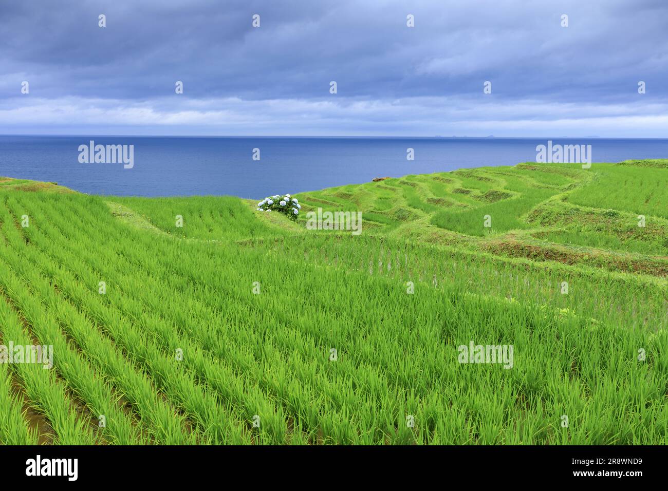 Chihaida rice field in Shirome Stock Photo - Alamy