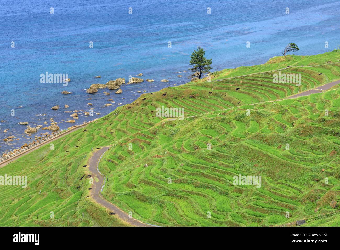 Chihaida rice field in Shirome Stock Photo - Alamy