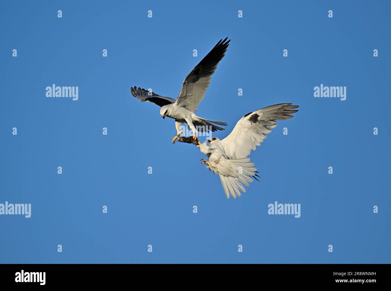 Food kite hi-res stock photography and images - Alamy