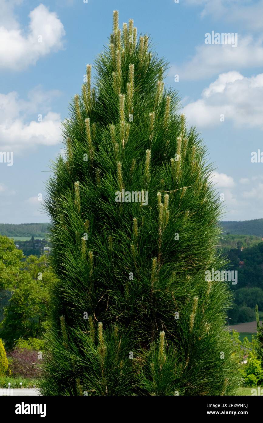 Columnar, Tree, Pinus nigra, Coniferous, Narrow, Erect, Pinus nigra ...
