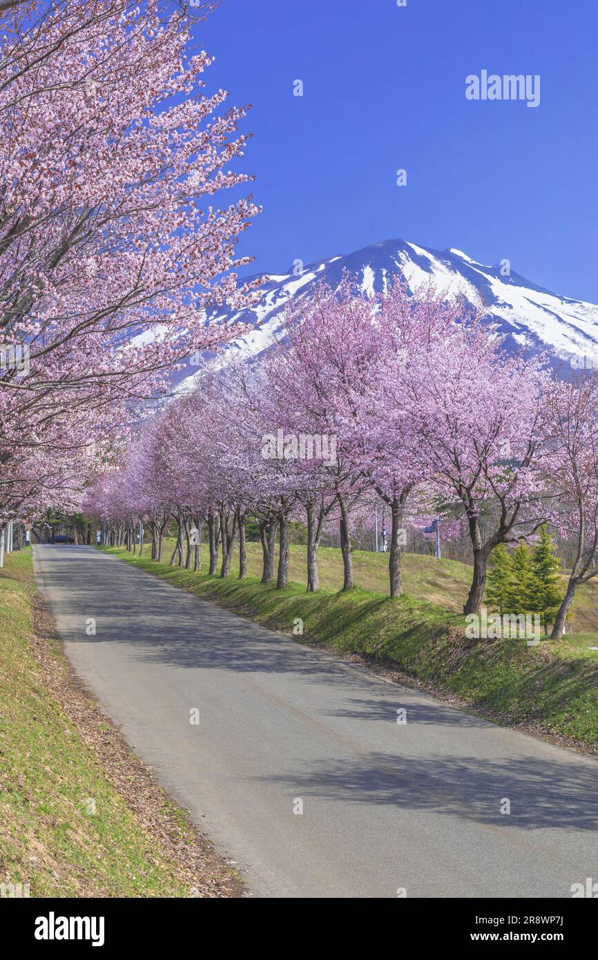 The longest row of cherry blossom trees in the world Stock Photo - Alamy