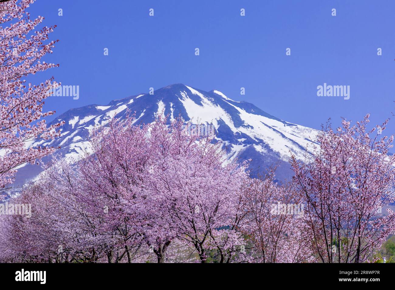 The longest row of cherry blossom trees in the world Stock Photo - Alamy