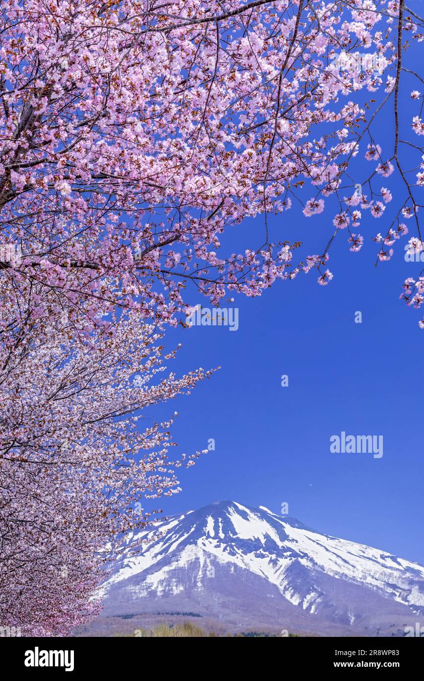 The longest row of cherry blossom trees in the world Stock Photo - Alamy