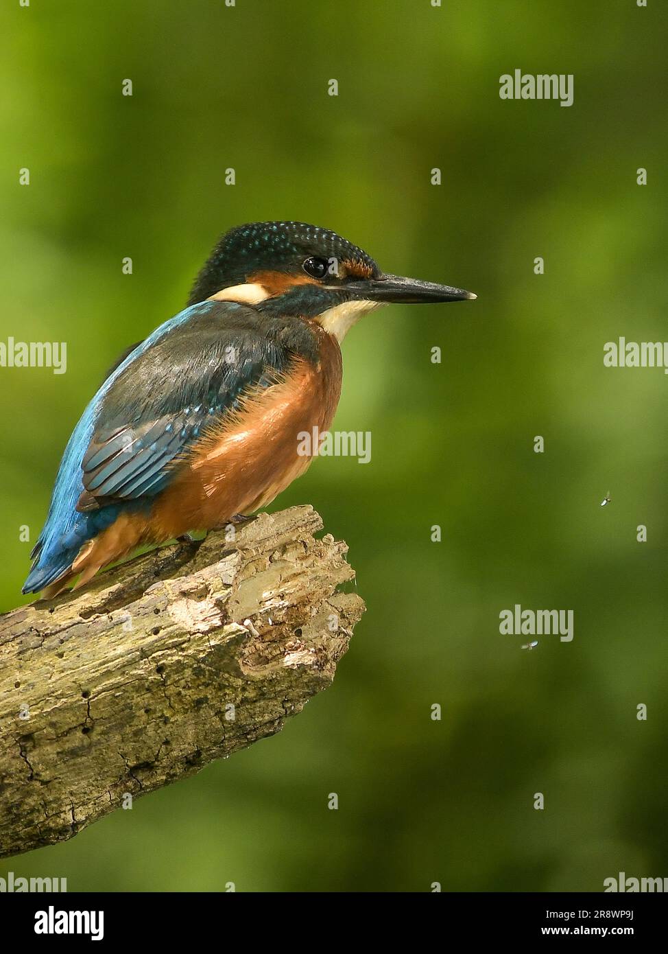 Portrait female common kingfisher hi-res stock photography and images ...