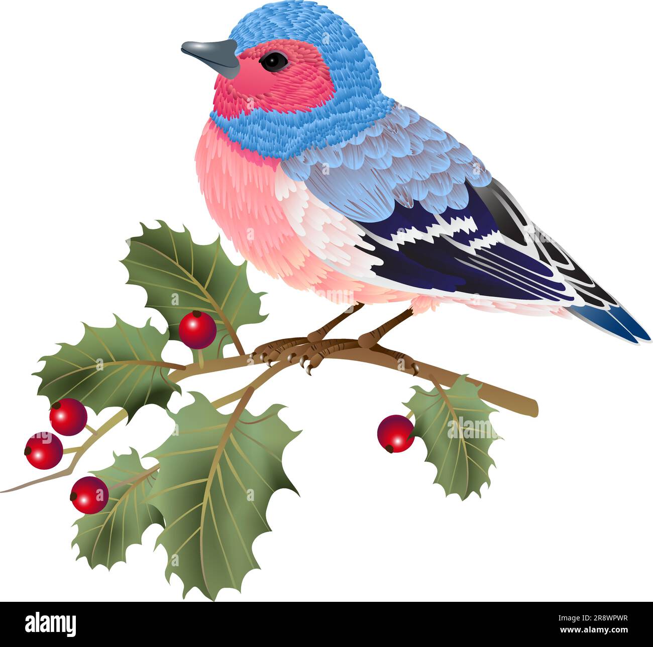 Sitting finch Cut Out Stock Images & Pictures - Alamy