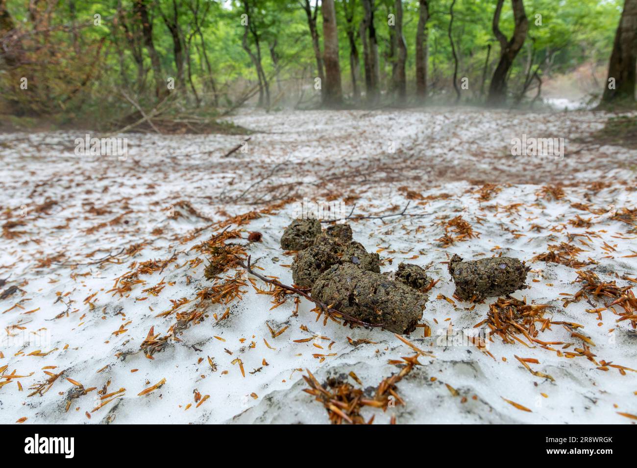 Droppings of a black bear Stock Photo - Alamy