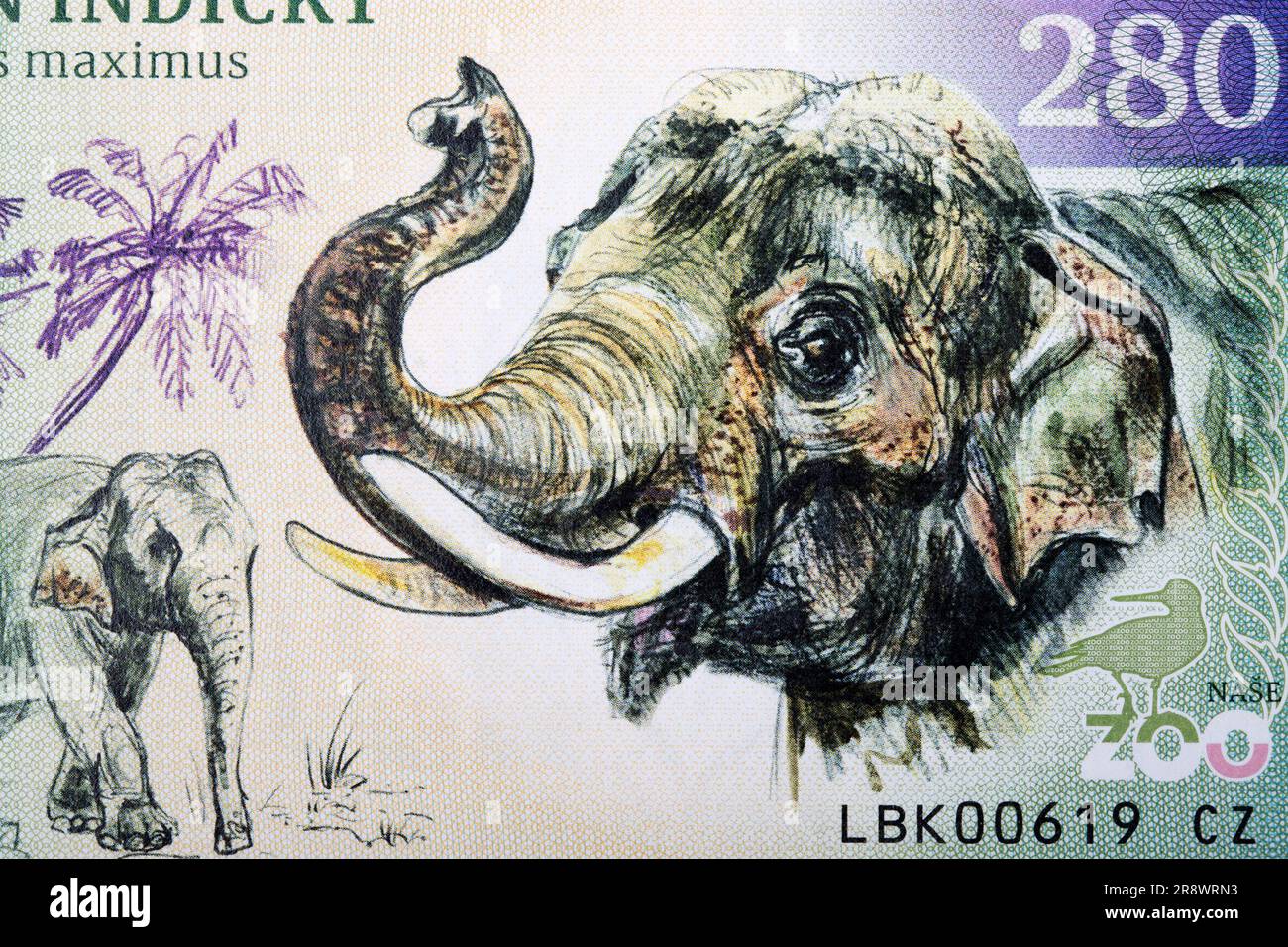 Asian elephant a closeup portrait from money Stock Photo - Alamy