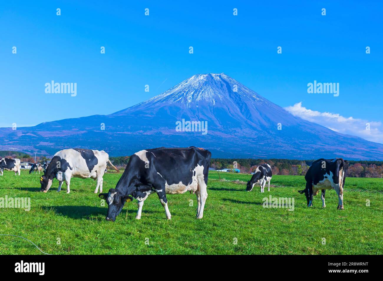 Mt. Fuji and cows Stock Photo - Alamy