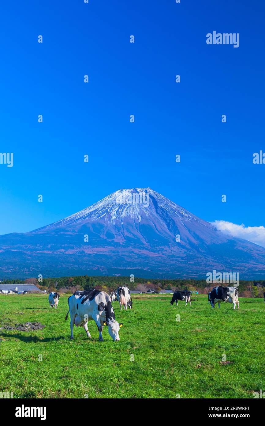 Mt. Fuji and cows Stock Photo - Alamy