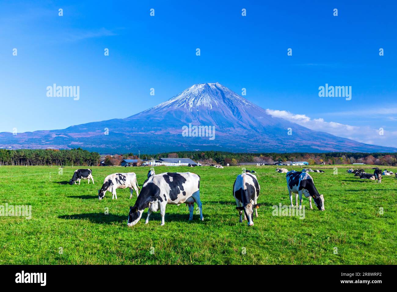 Mt. Fuji and cows Stock Photo - Alamy