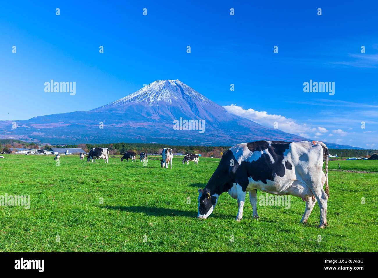 Mt. Fuji and cows Stock Photo - Alamy