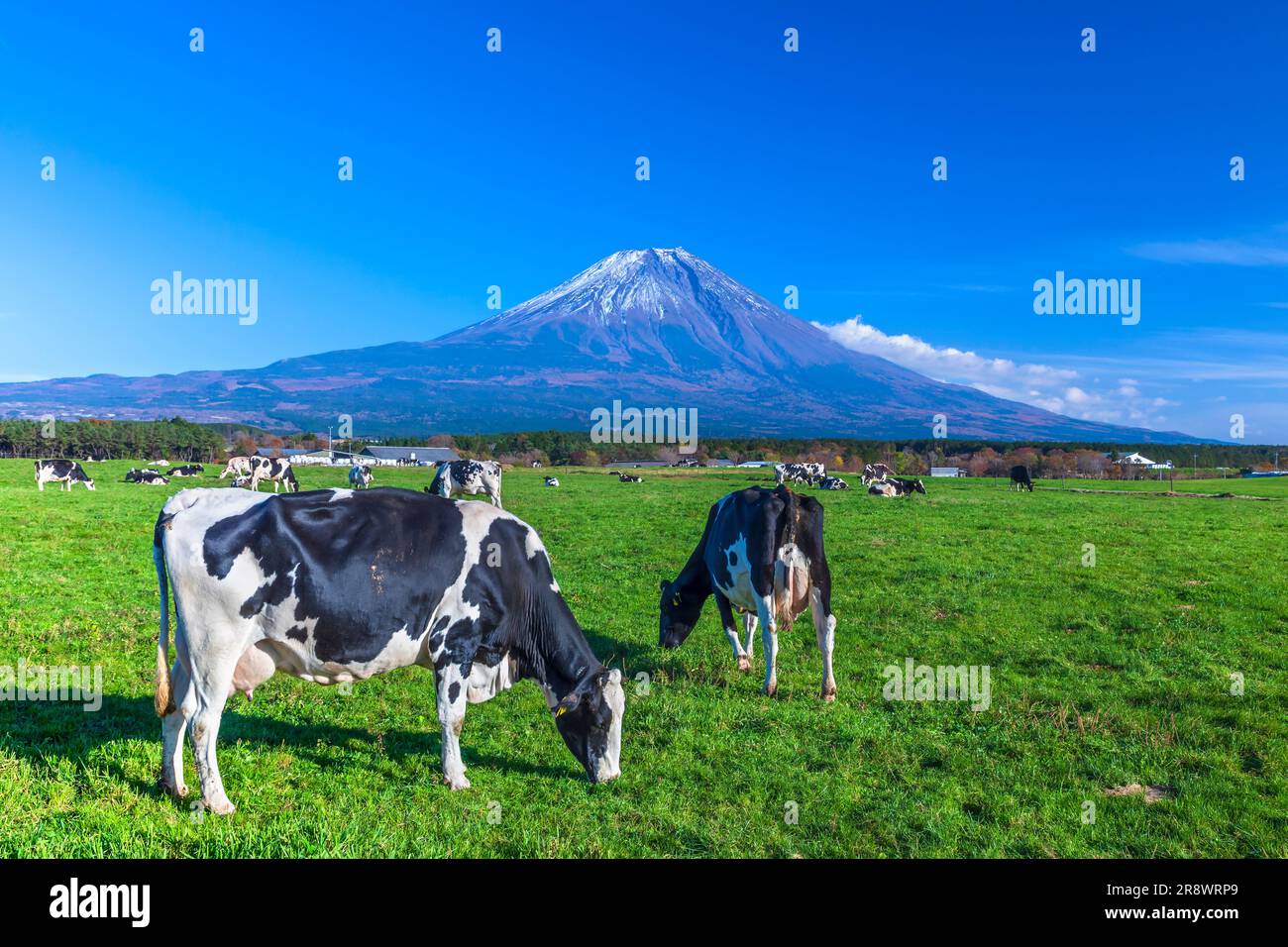 Mt. Fuji and cows Stock Photo - Alamy