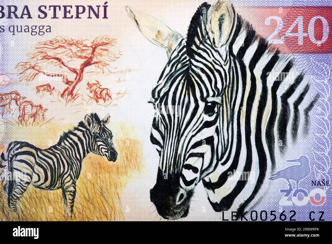 Zebra a closeup portrait from money Stock Photo - Alamy