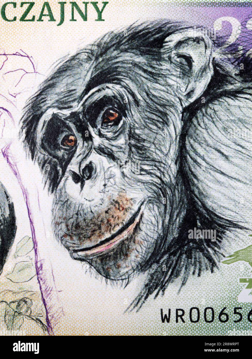 Chimpanzee a closeup portrait from money Stock Photo - Alamy