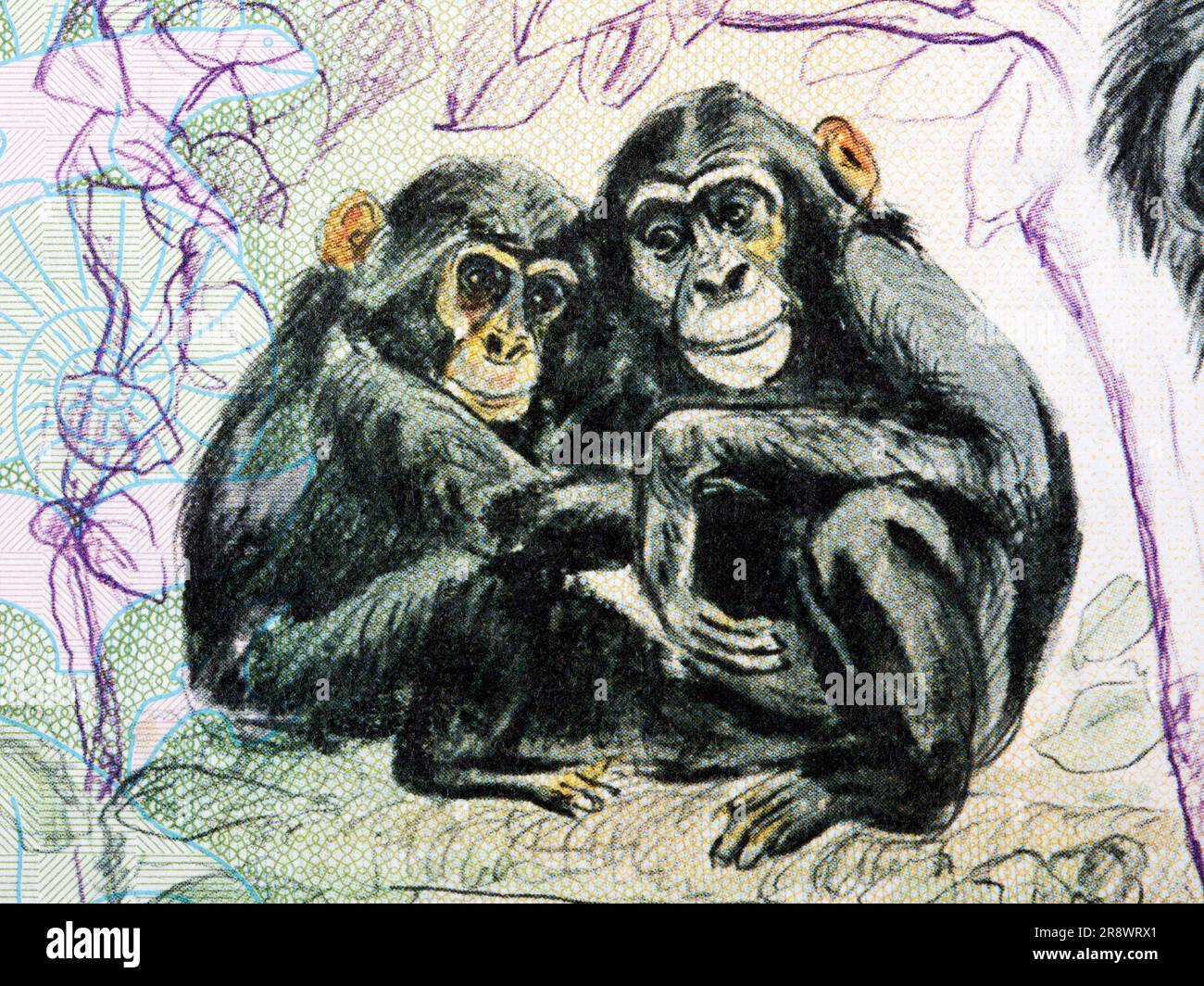 Chimpanzee a closeup portrait from money Stock Photo - Alamy