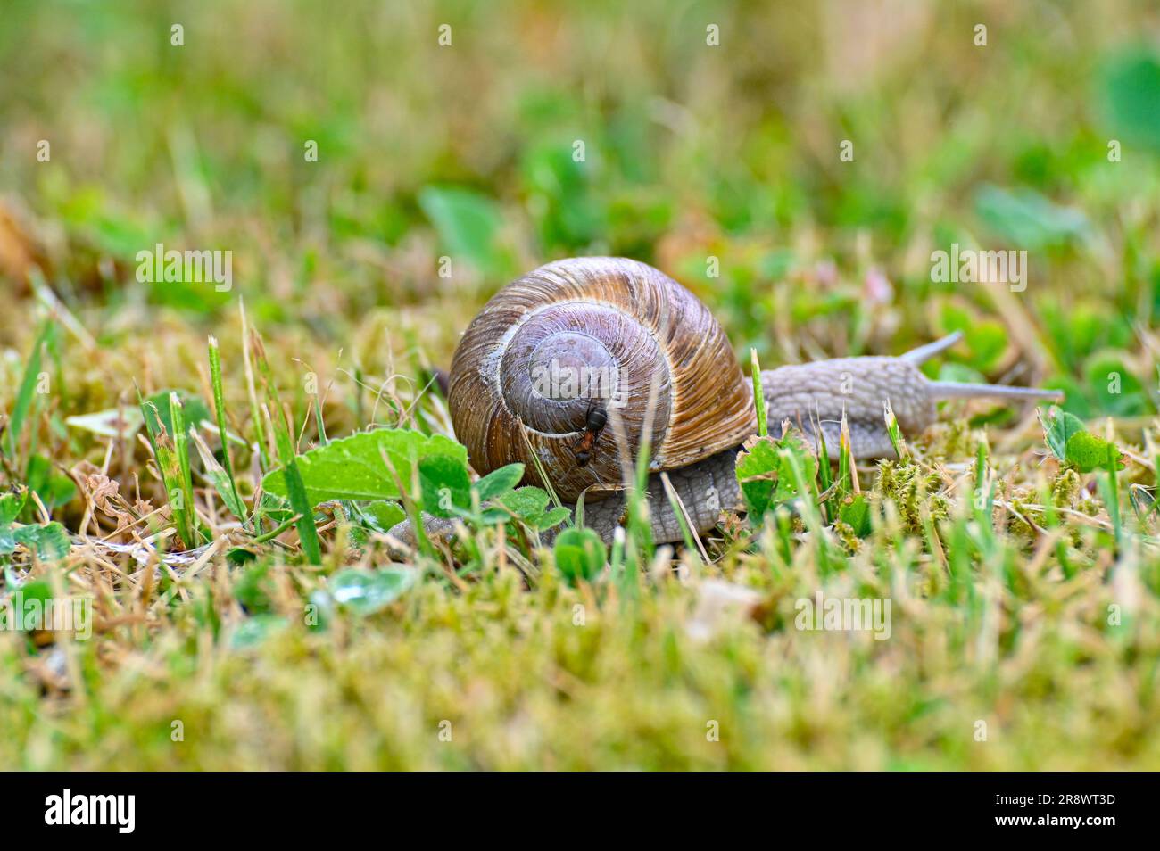 Closeup of roman snail escargot on lawn Stock Photo - Alamy