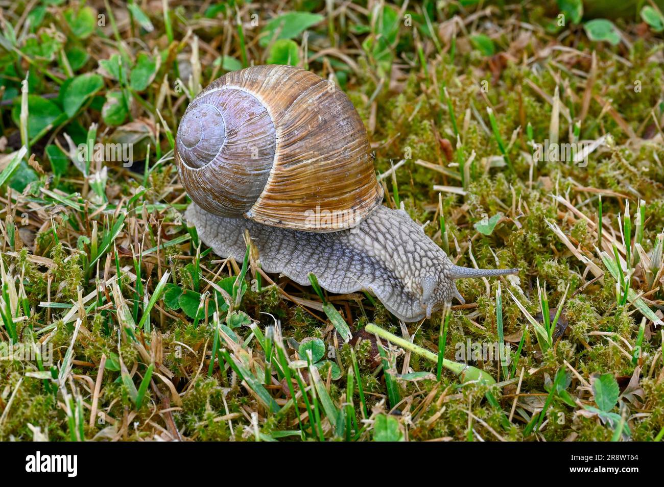 Closeup of roman snail escargot on lawn Stock Photo - Alamy