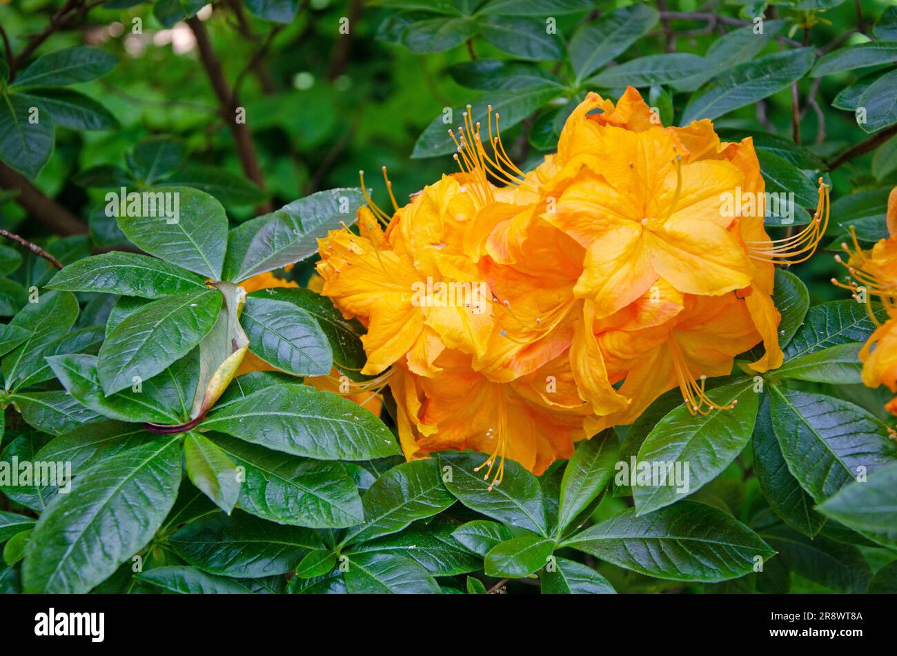 Flame azalea. Close up macro image. Flower and leaves. Rhododendron ...
