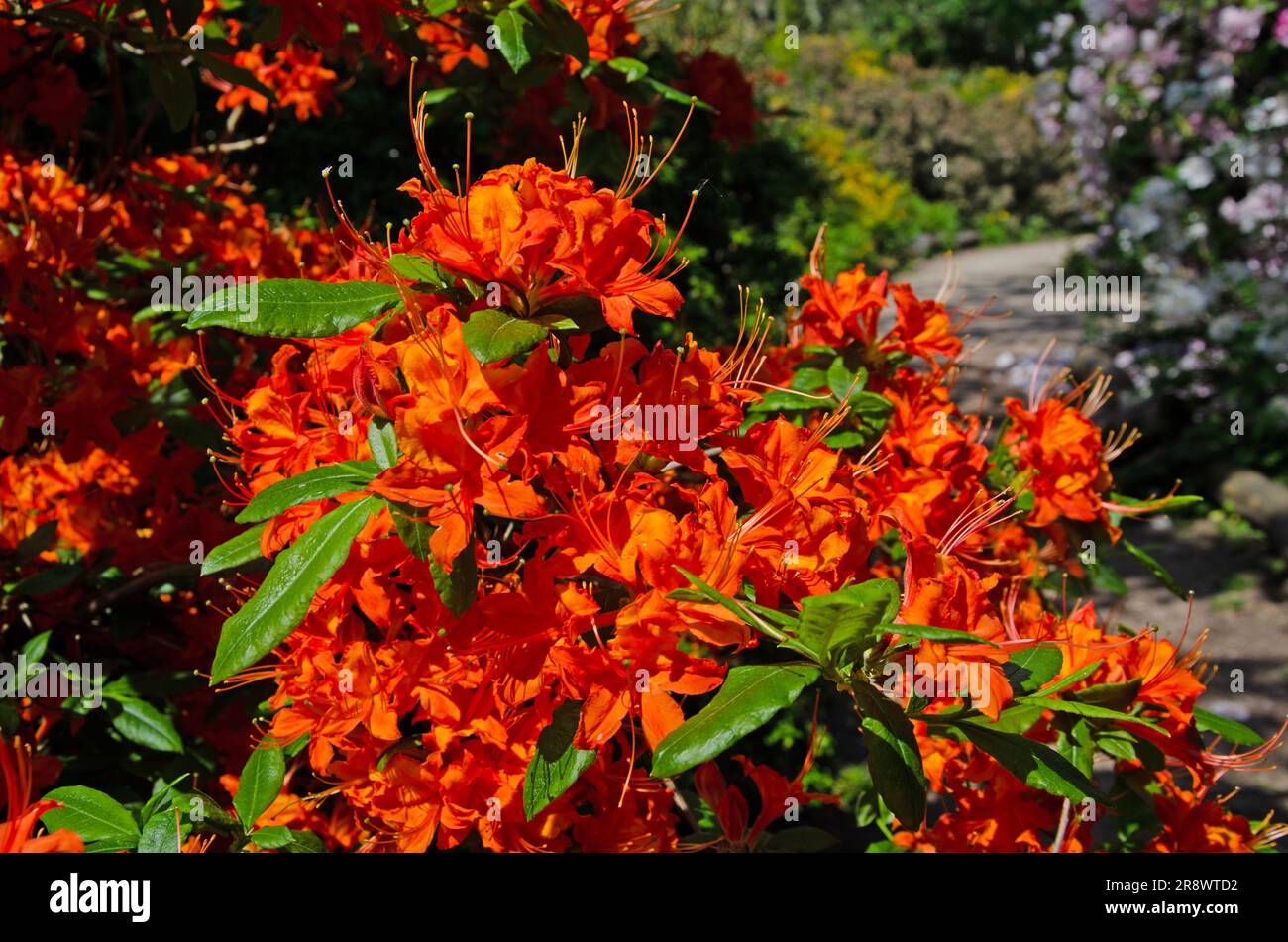 Flame azalea shrub. Close image with selective focus. Rhododendron ...