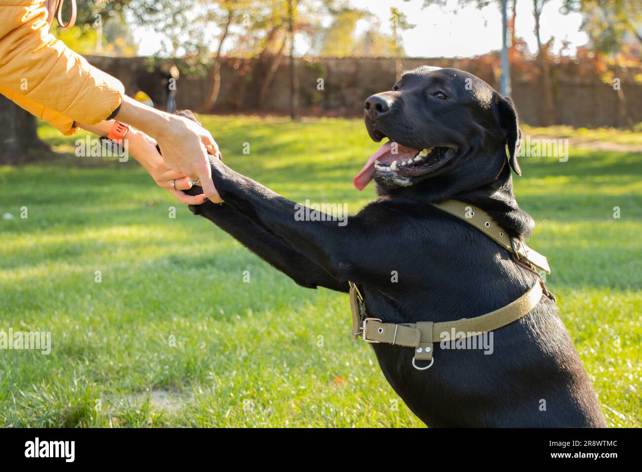 adult black labrador in parks with a man on a walk in the spring in ...