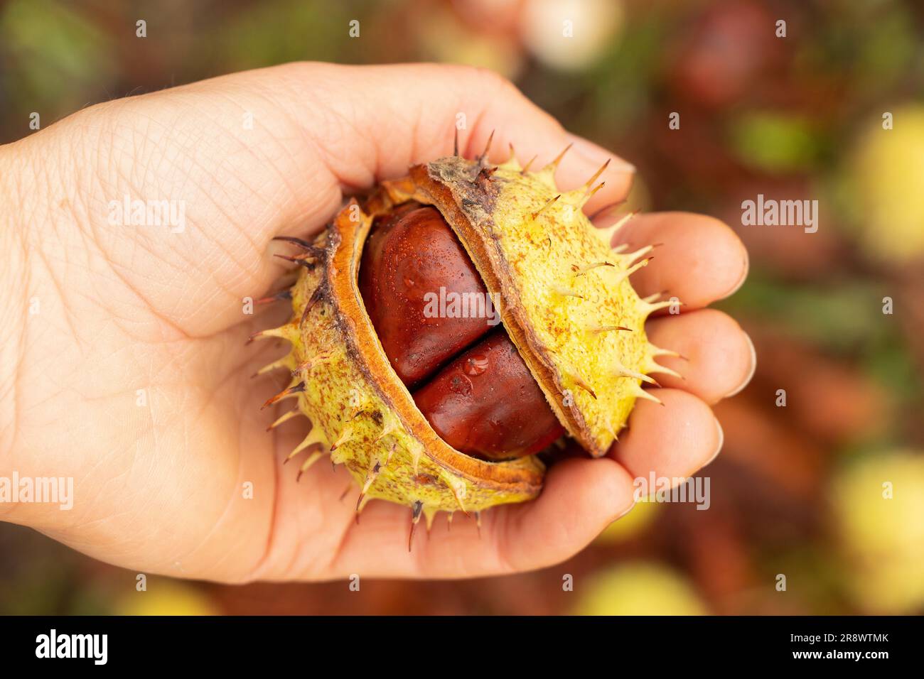 Chestnut tree children hi-res stock photography and images - Alamy
