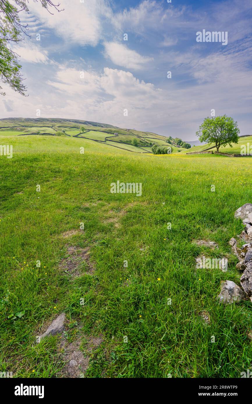 Swaledale, Yorkshire Dales National Park. View across a meadow with a ...