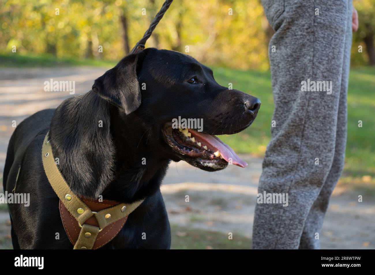 Man with black labrador hi-res stock photography and images - Alamy