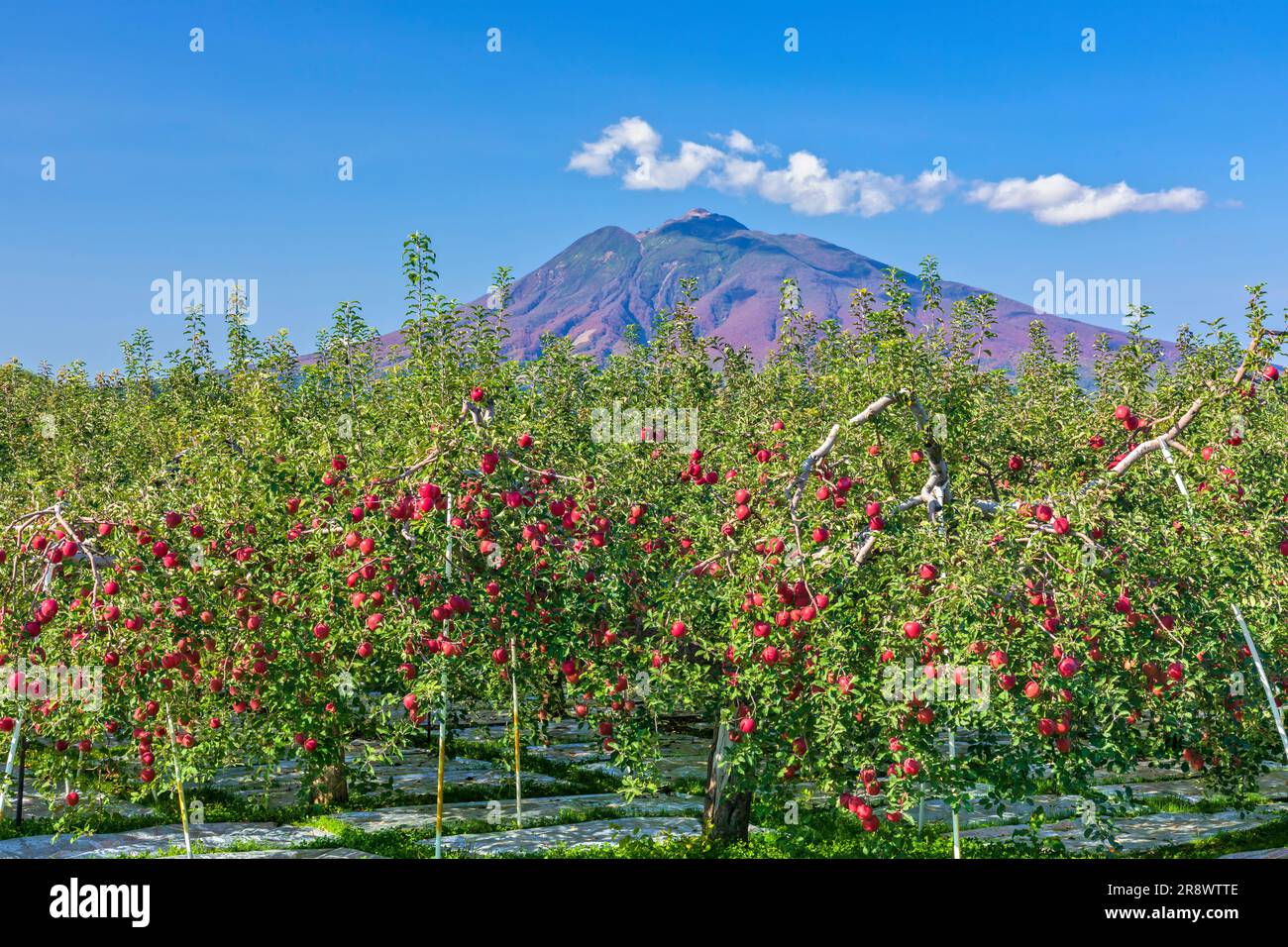 Mt. Iwaki and apple field Stock Photo - Alamy