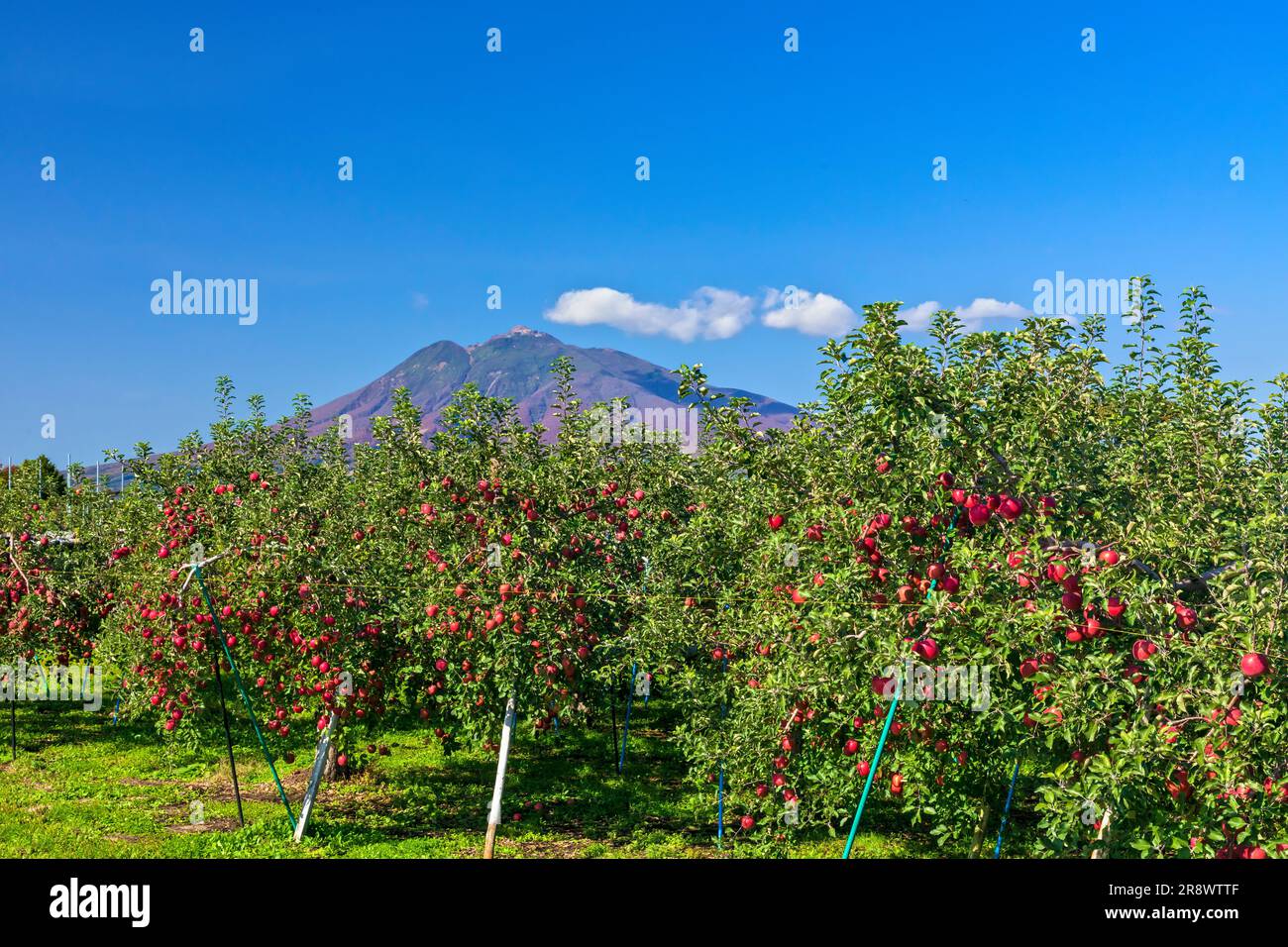 Mt. Iwaki and apple field Stock Photo - Alamy