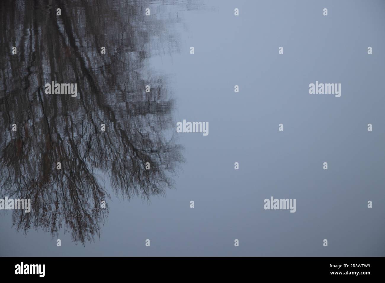 reflection of a tree in autumn in the river in the wind with waves as a ...