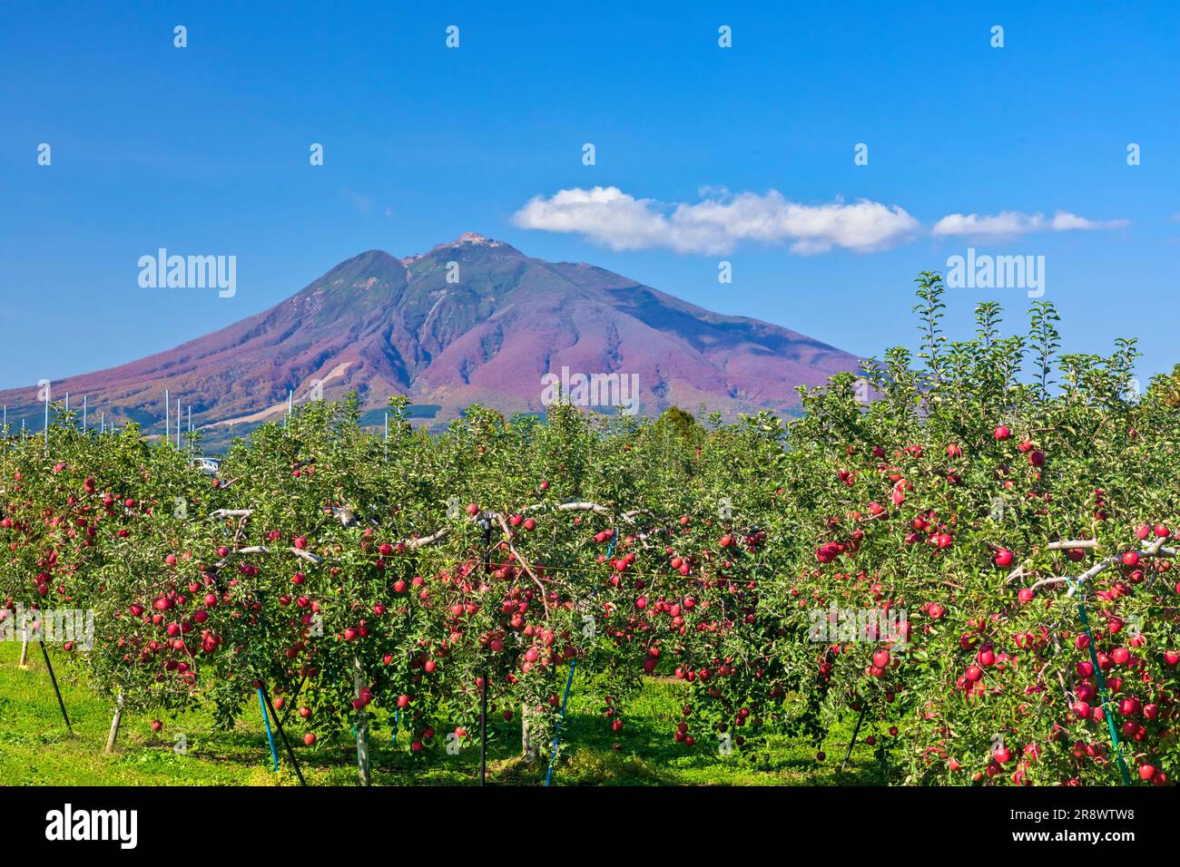 Mt. Iwaki and apple field Stock Photo - Alamy