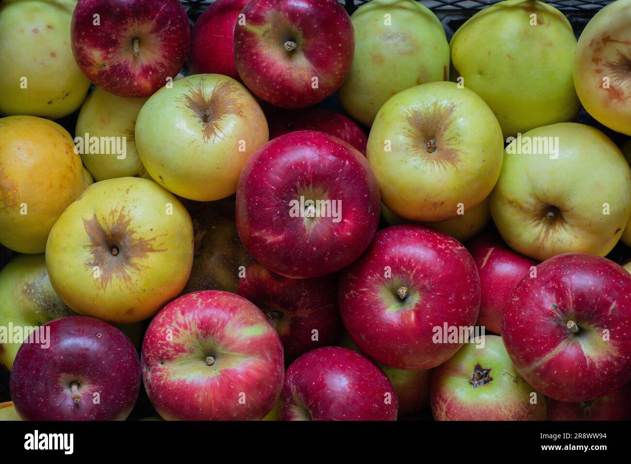 many apples yellow and red as background, fruit background Stock Photo ...