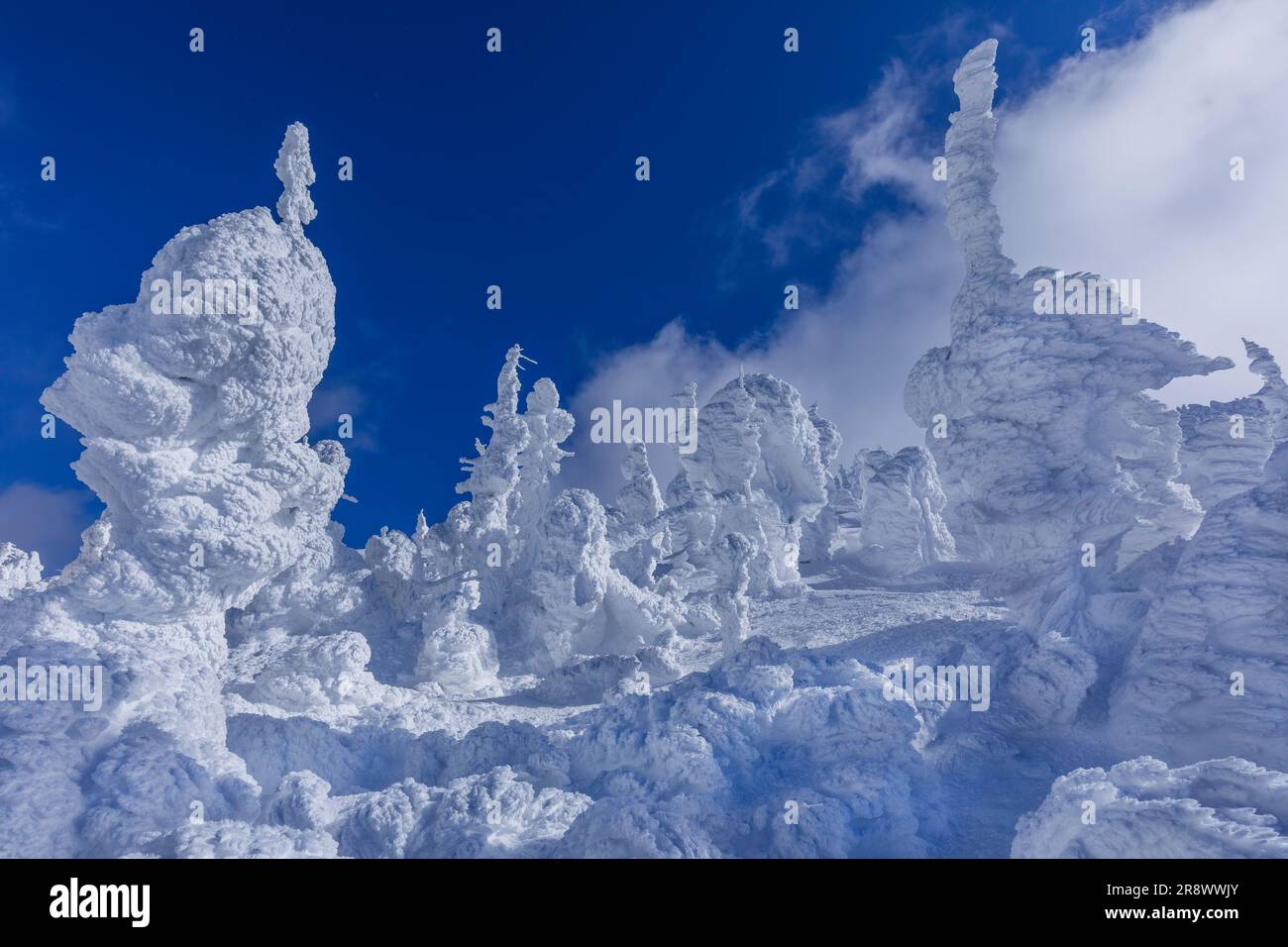 Juhyō in Zaō Stock Photo - Alamy