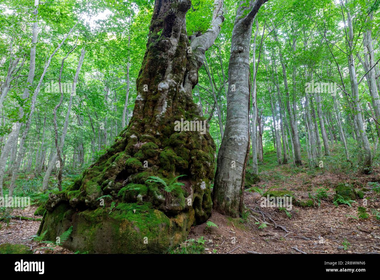 Primeval forest in Shirakami Sanchi Stock Photo - Alamy