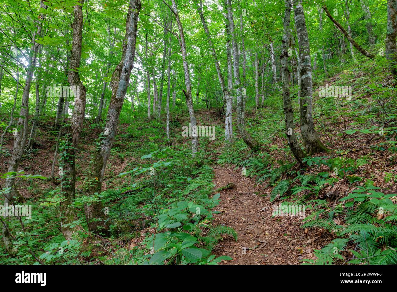 Primeval forest in Shirakami Sanchi Stock Photo - Alamy