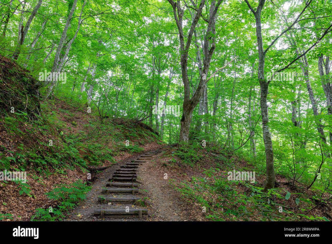 Primeval forest in Shirakami Sanchi Stock Photo - Alamy