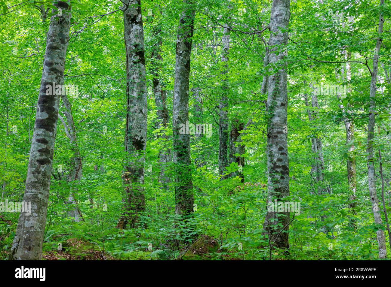 Primeval forest in Shirakami Sanchi Stock Photo - Alamy