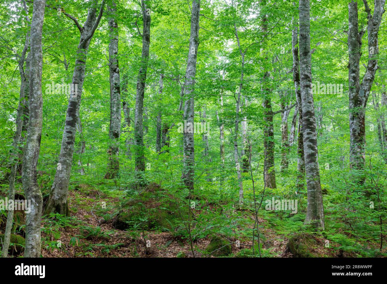 Primeval forest in Shirakami Sanchi Stock Photo - Alamy