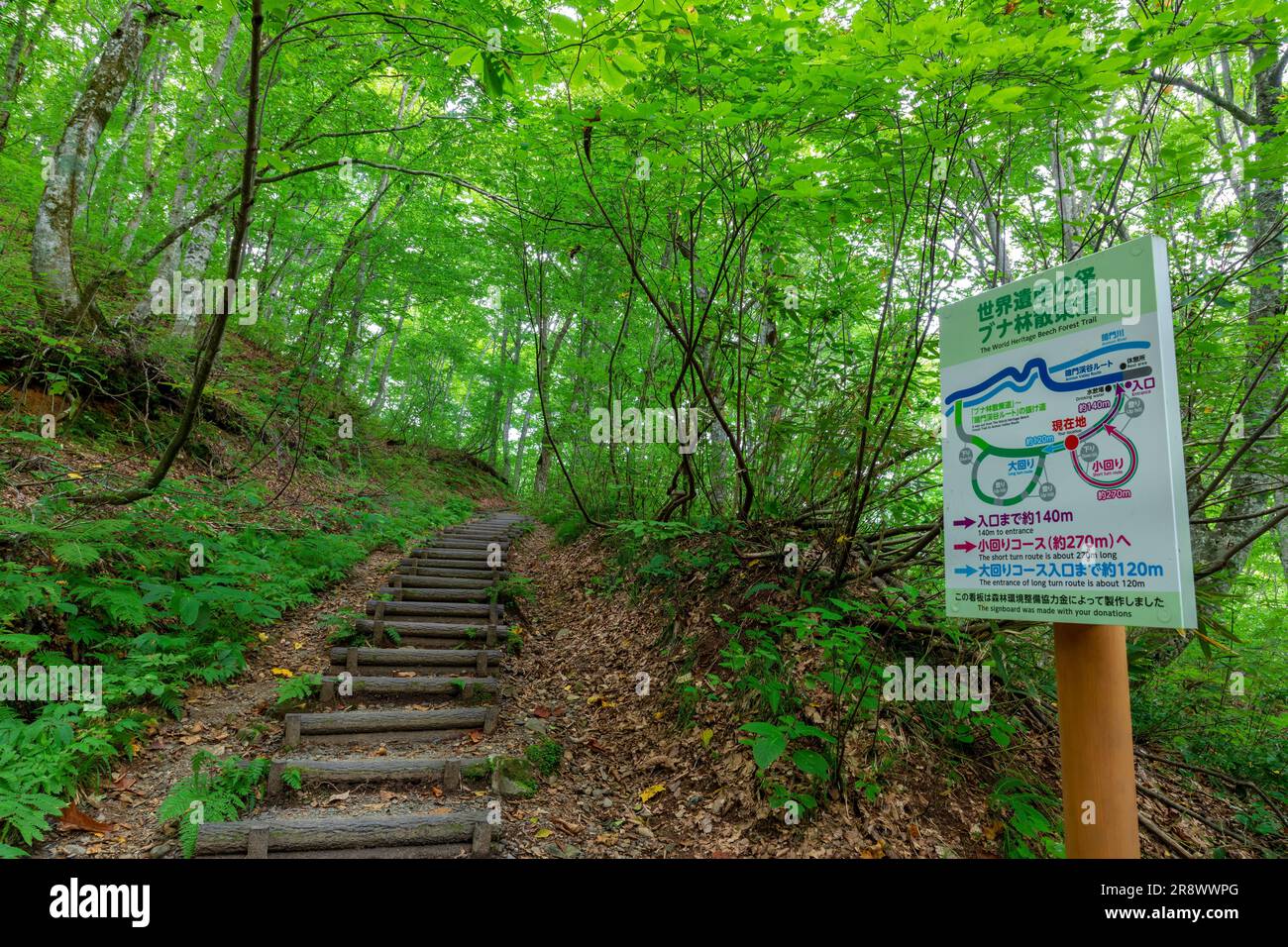 Primeval forest in Shirakami Sanchi Stock Photo - Alamy