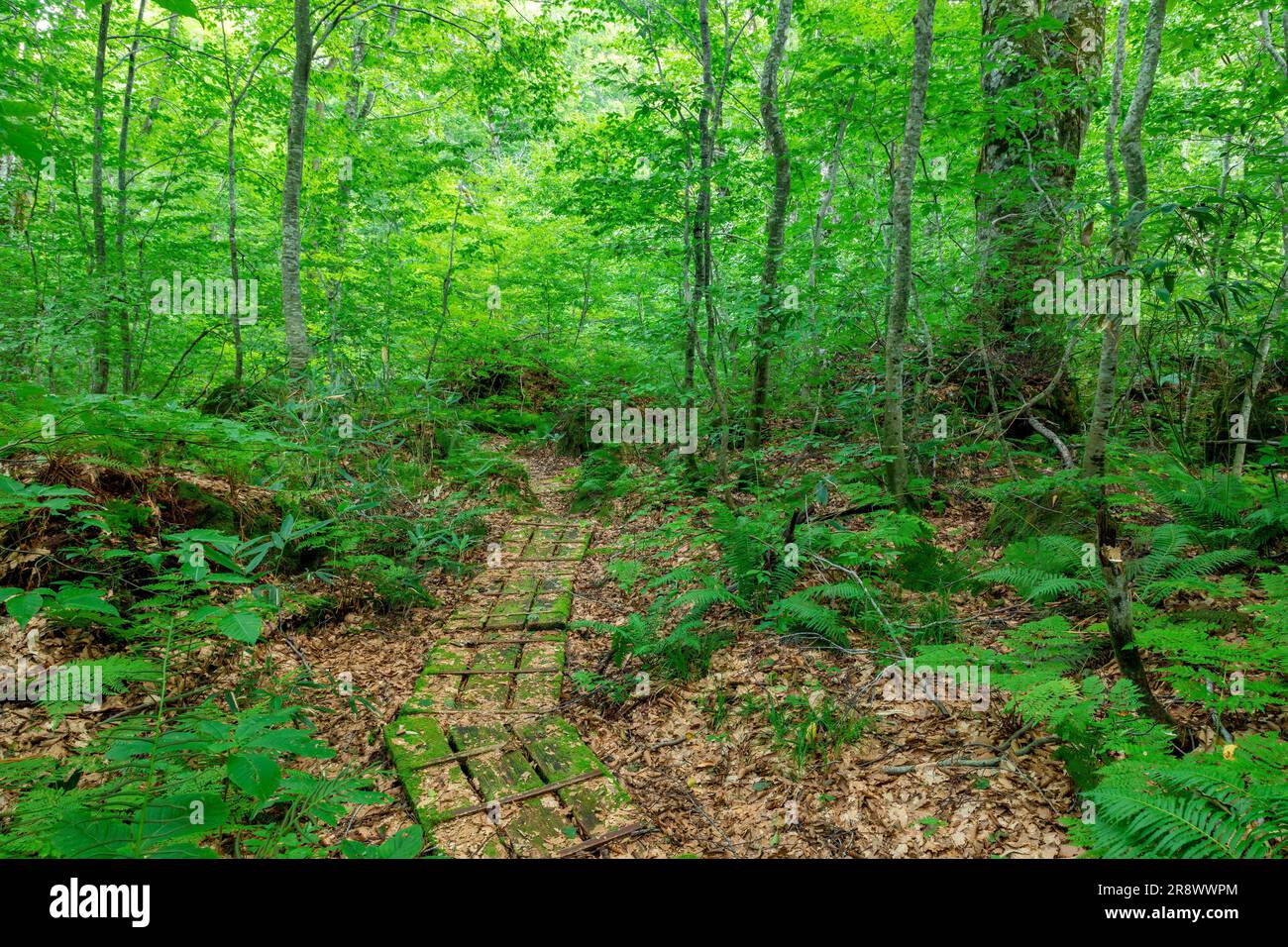 Primeval forest in Shirakami Sanchi Stock Photo - Alamy