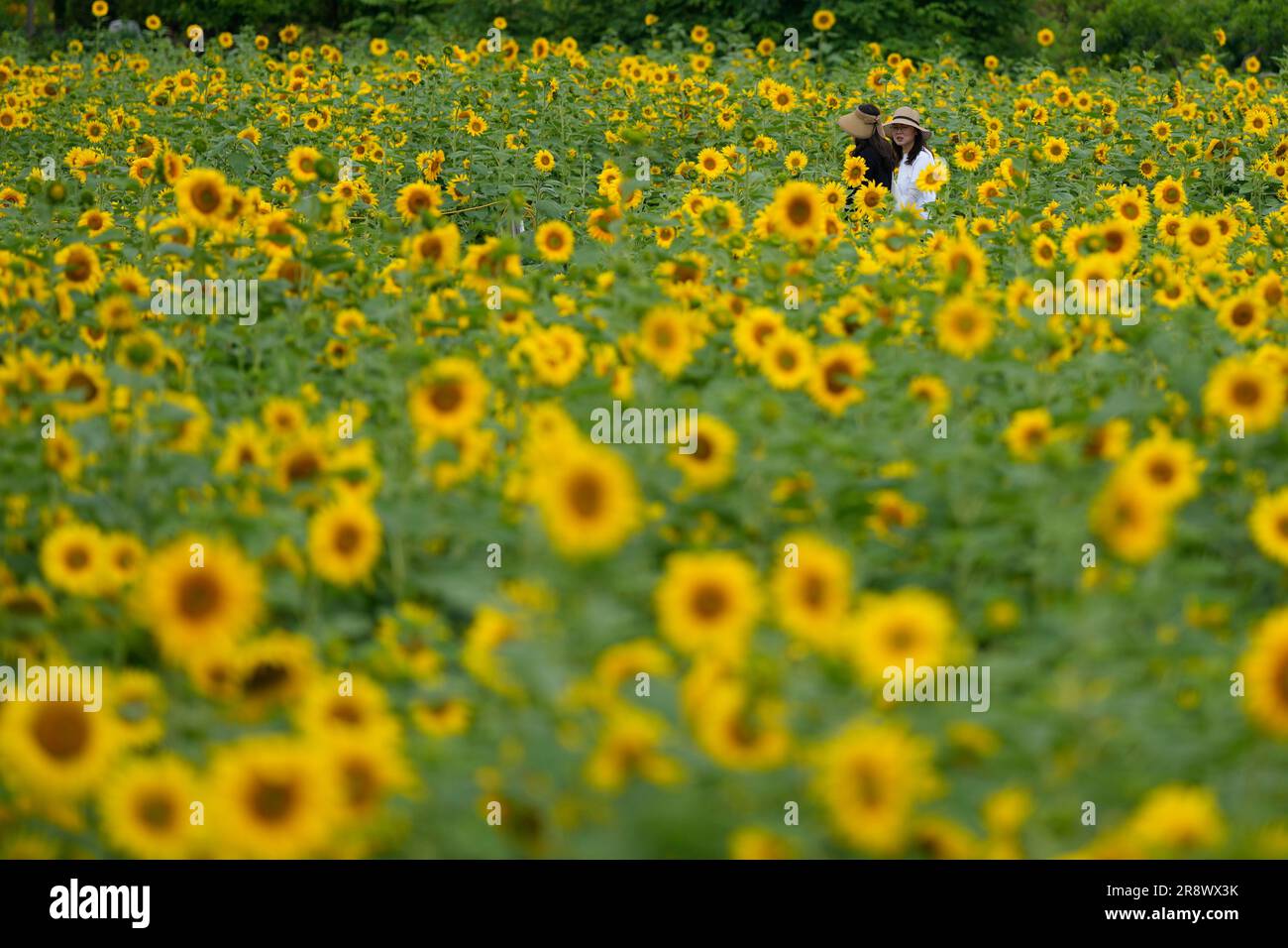 Visitors walk through a sunflower field in Paju, South Korea, Friday ...